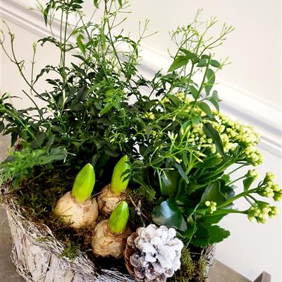 Festive planter Flower Scene Florists Launceston